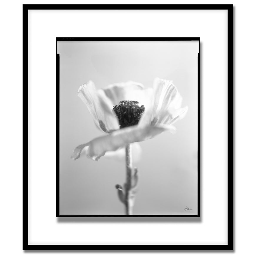 Len Prince Photography - Poppy Series IV – Cokas Diko Home